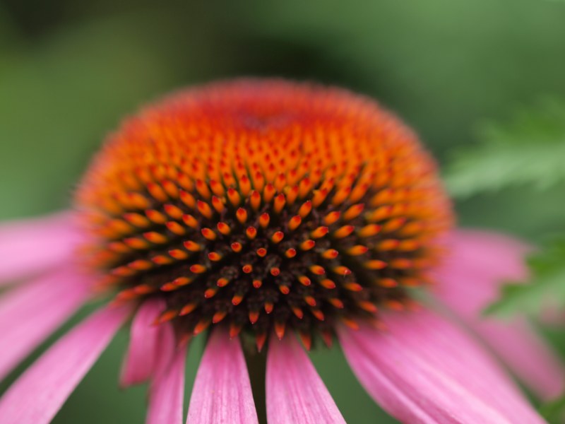 Marjon's fotoblog: tuintje, slakjes en kolibrievlinder